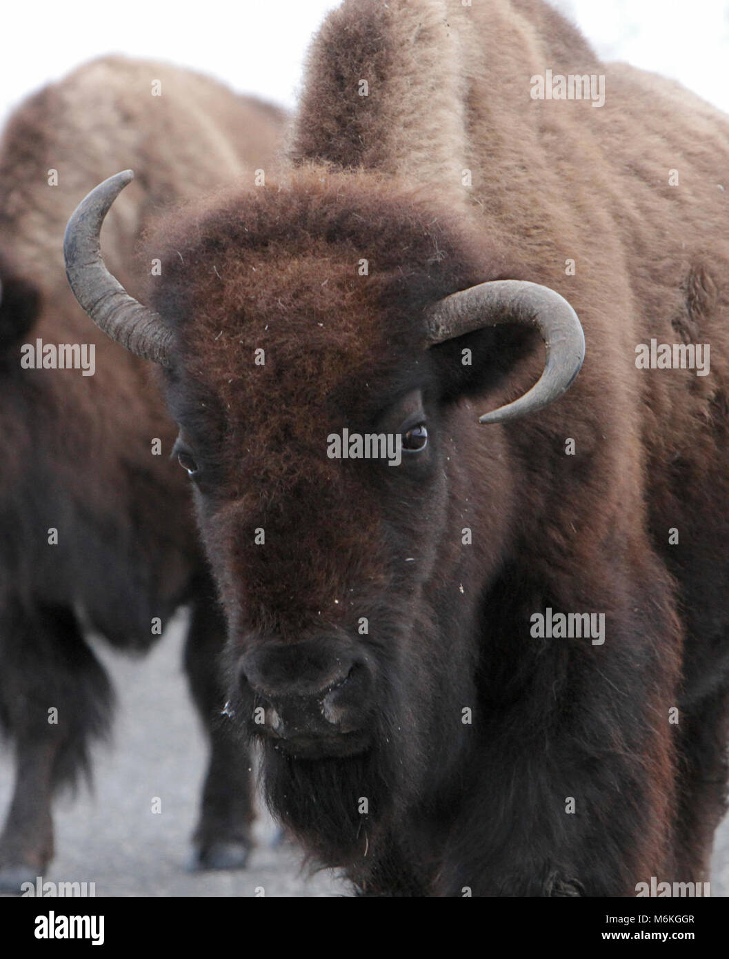 Unusual horns hi-res stock photography and images - Alamy