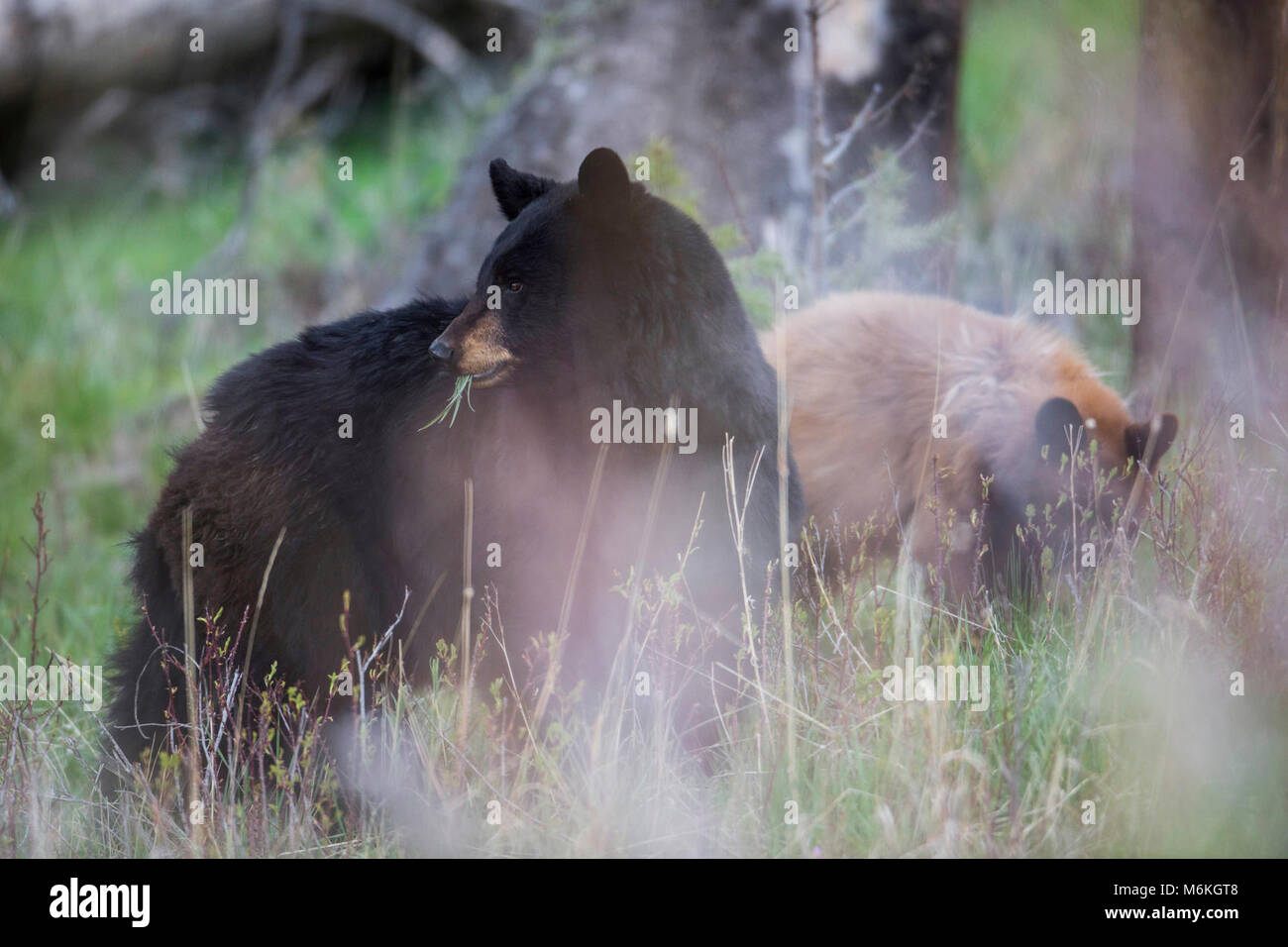 Black bear sow with cub, Tower Fall. Black bear sow with cub near Tower ...