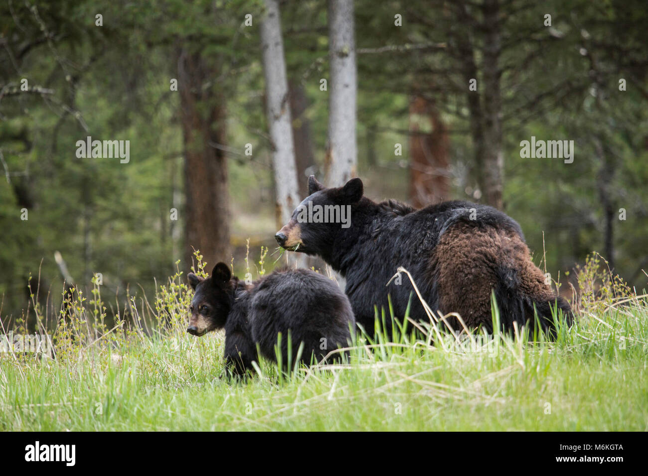 Black bear sow with cub, Tower Fall. Black bear sow with cub near Tower ...