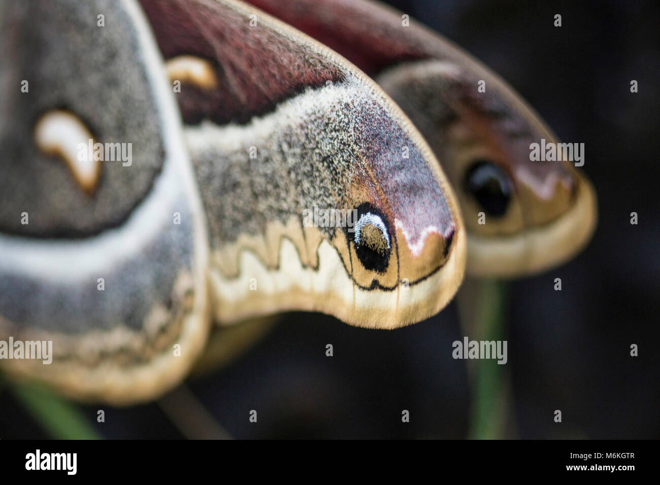 The wings of a cecropia moth, Mammoth Hot Springs. Wings of a cecropia ...