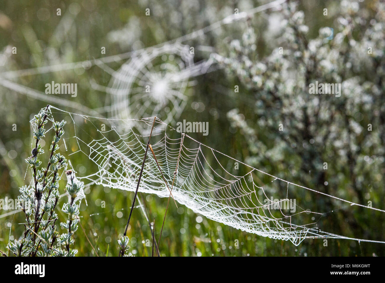Spider webs, Swan Lake Flat. Spider webs on Swan Lake Flat Stock Photo ...