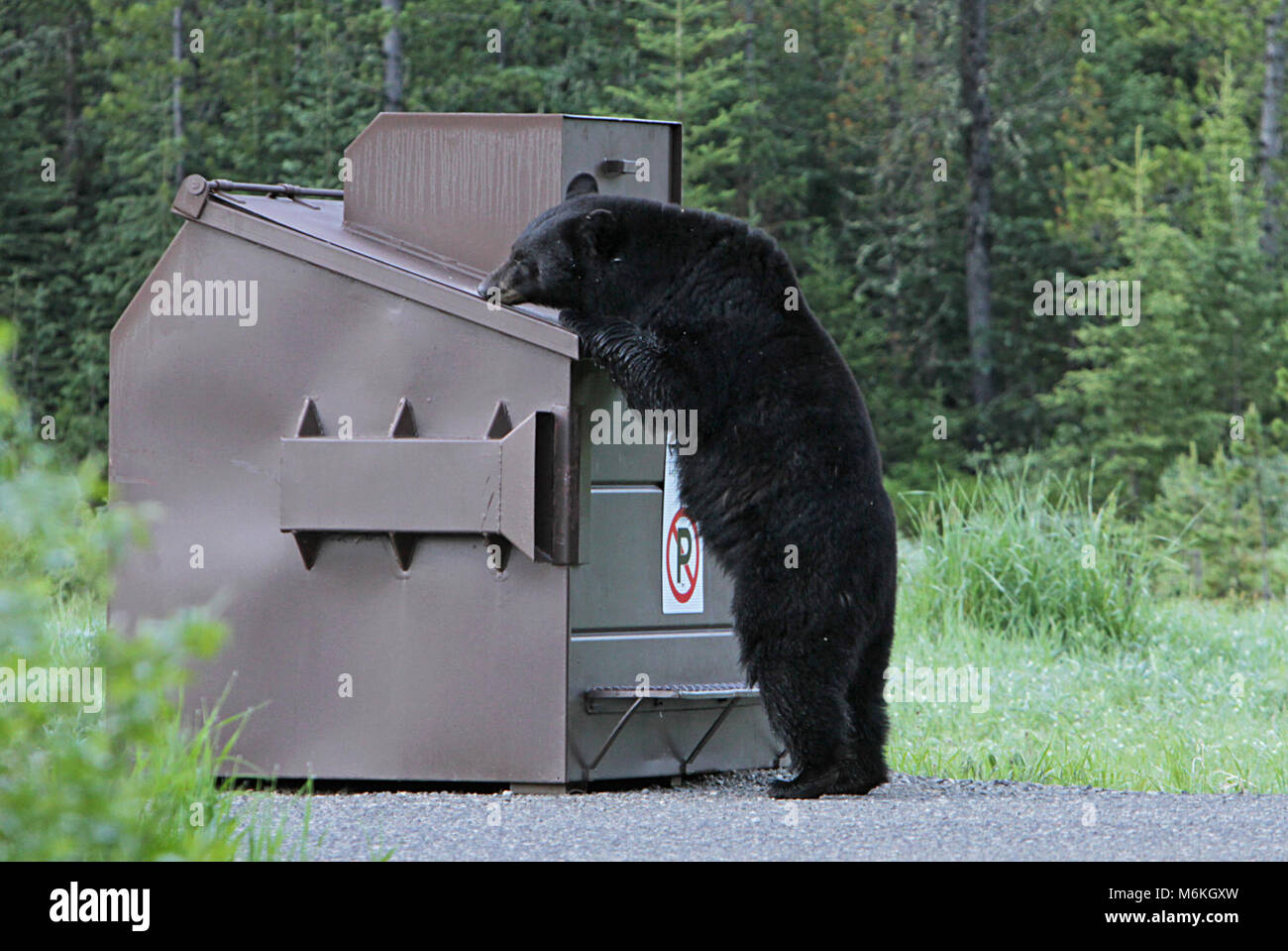 Black bear and dumpster. Black bear sniffing dumpster near Ice Box ...