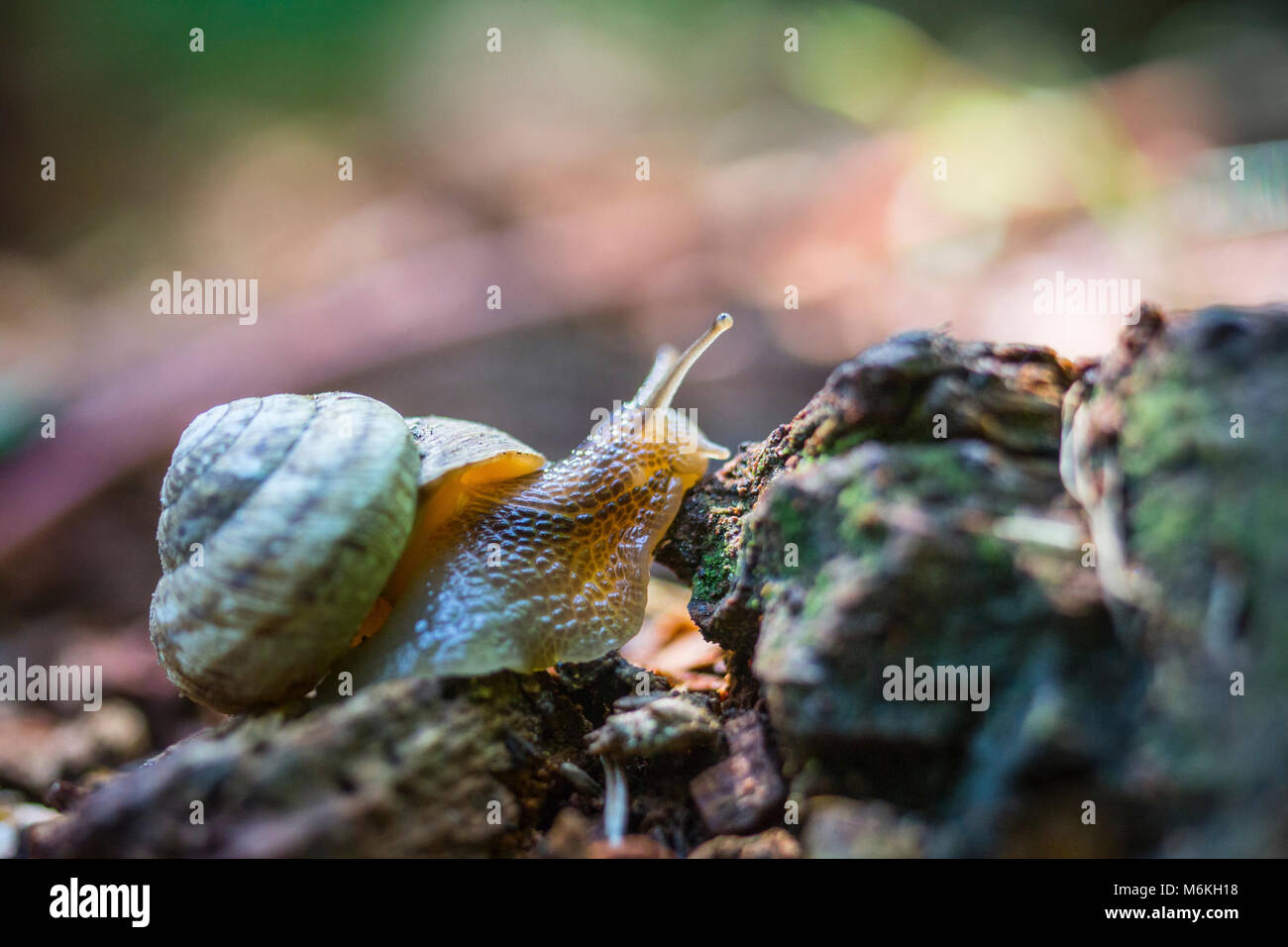 Snail, Sepulcher Mountain Trail. Land snail on Sepulcher Mountain Trail ...