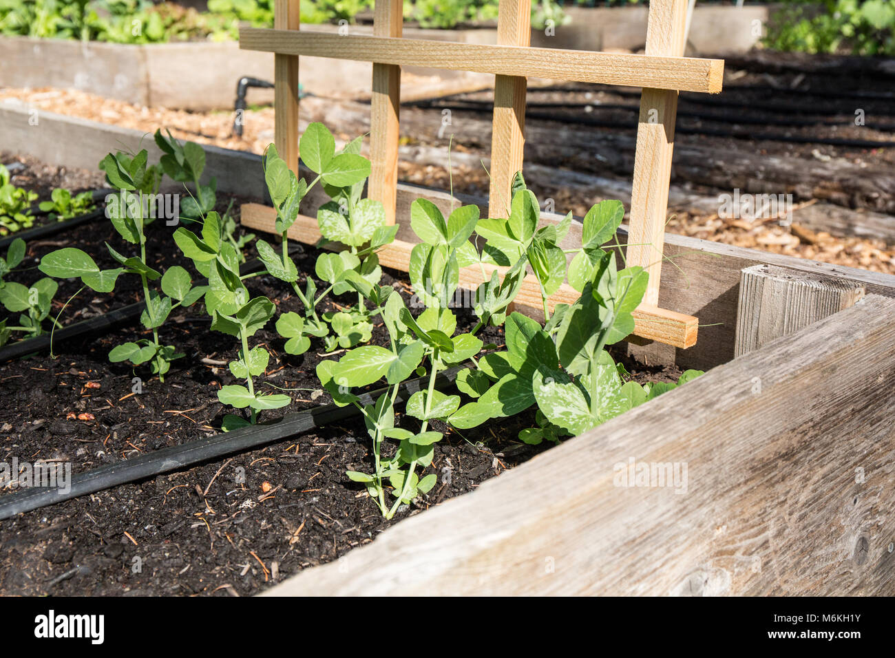 Snow peas grown from seed starting to climb a trellis in a raised bed ...