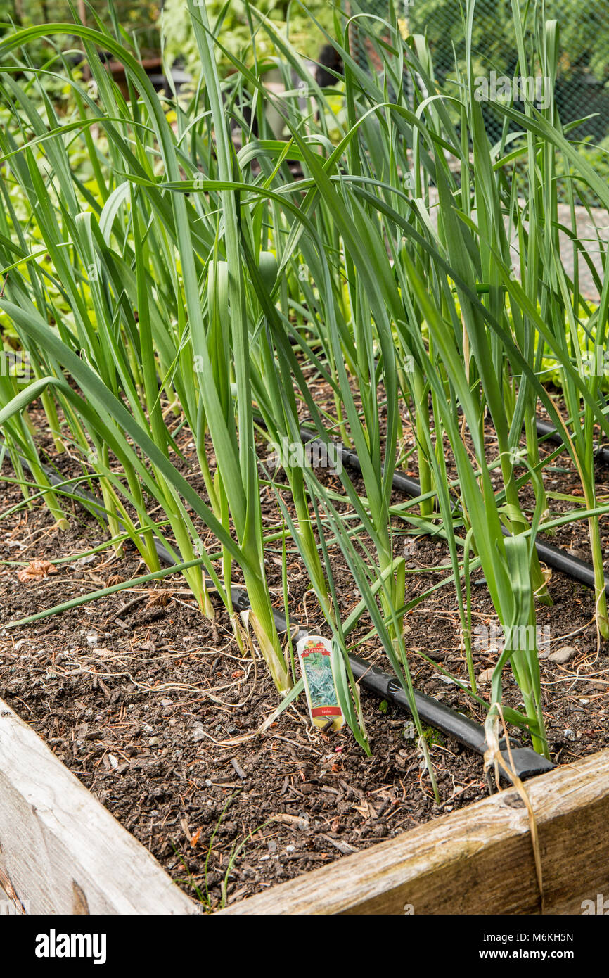 Leek cultivation hi-res stock photography and images - Alamy