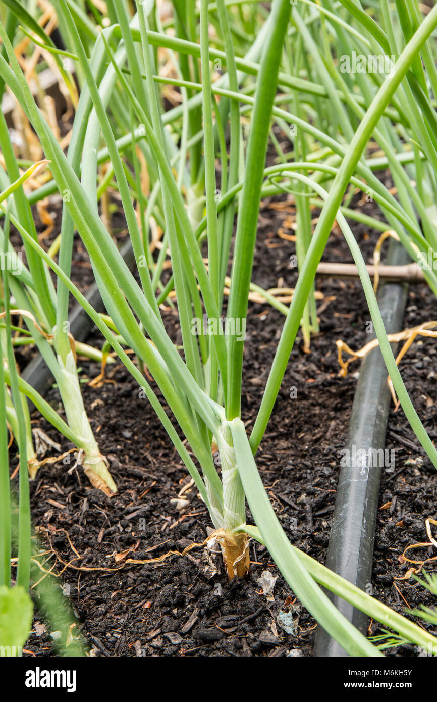 Garlic plants growing Stock Photo - Alamy