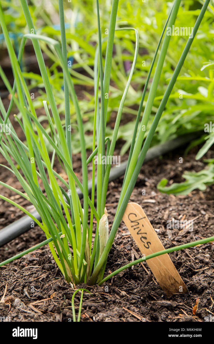 Drip stick hi-res stock photography and images - Alamy