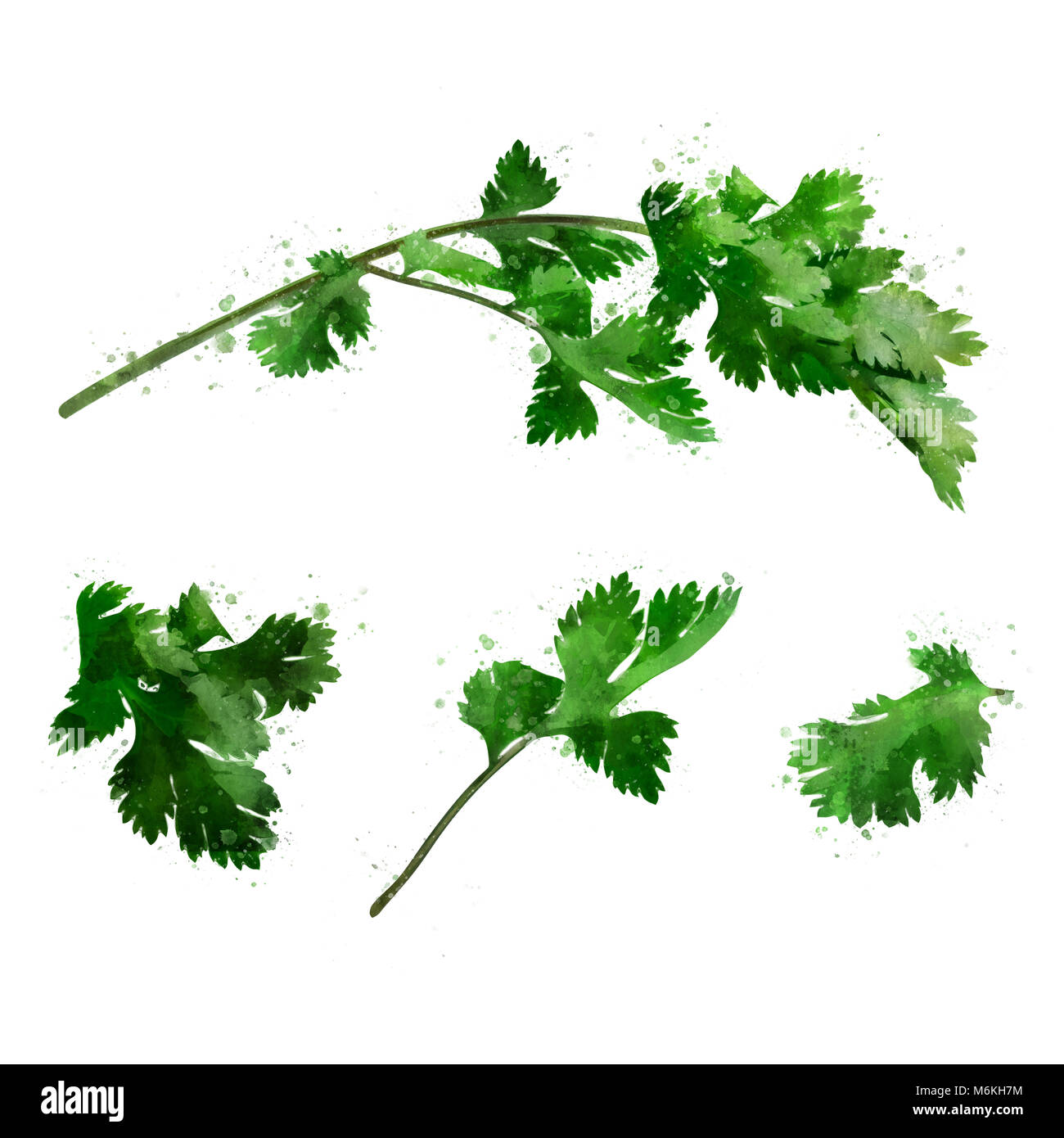 Cilantro on white background. Watercolor illustration Stock Photo - Alamy