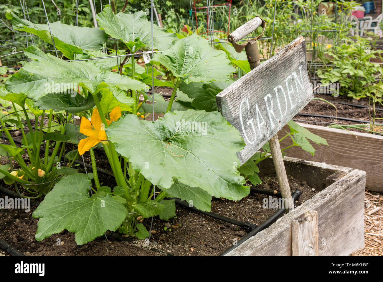 Squash plant with blossom Stock Photo - Alamy