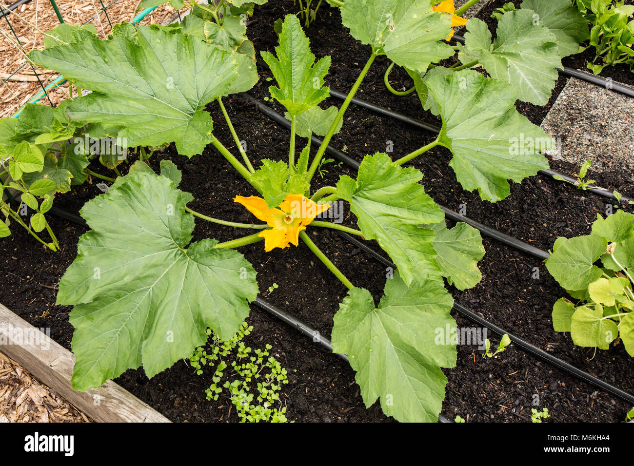 Female blossoms hi-res stock photography and images - Alamy