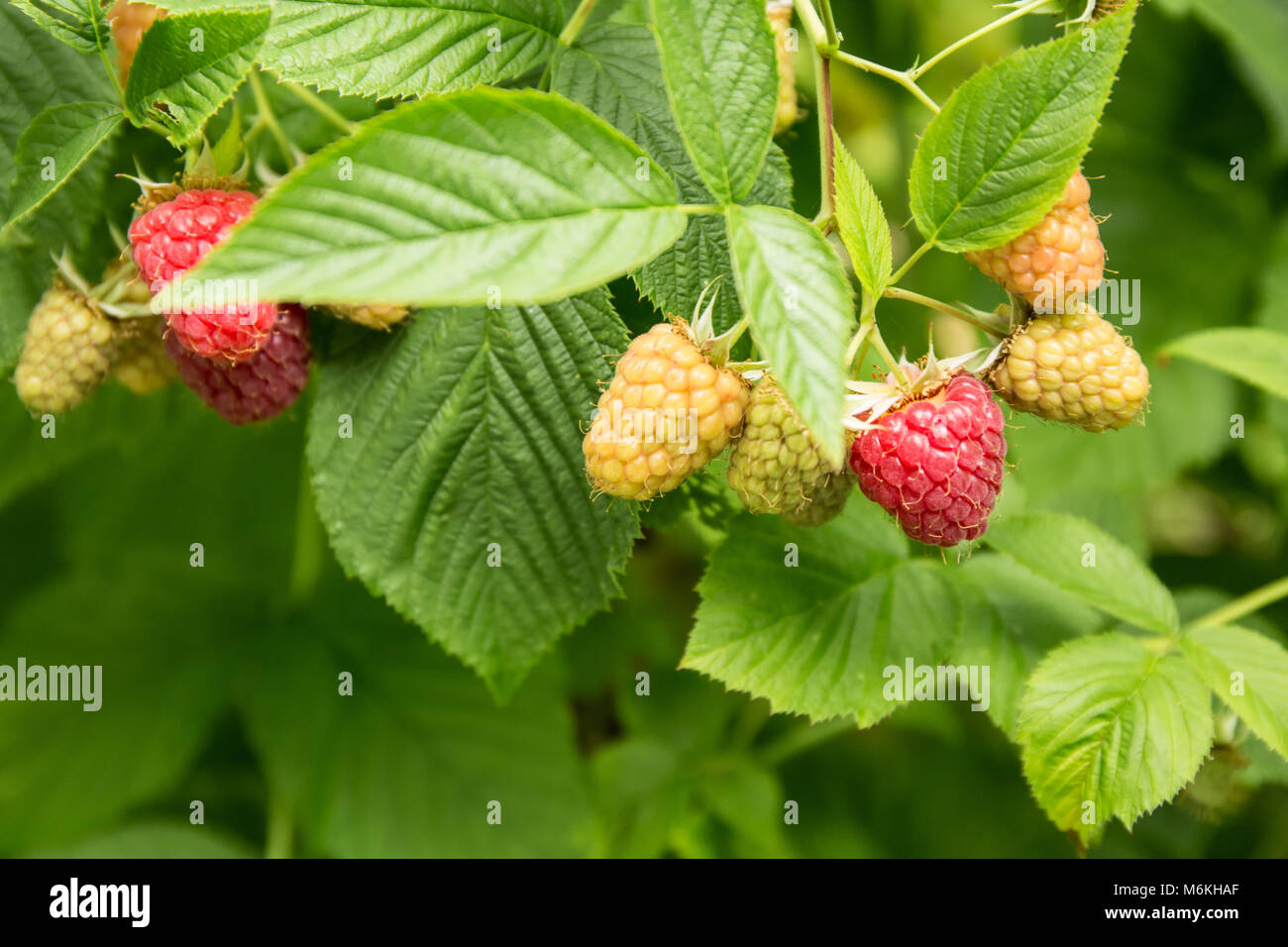 Raspberries on the vine in various stages of ripeness Stock Photo - Alamy