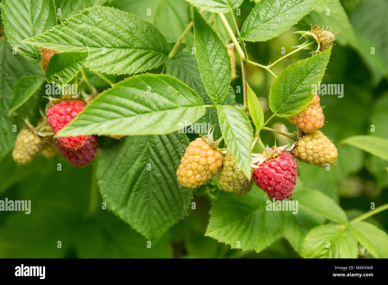 Raspberries on the vine in various stages of ripeness Stock Photo - Alamy
