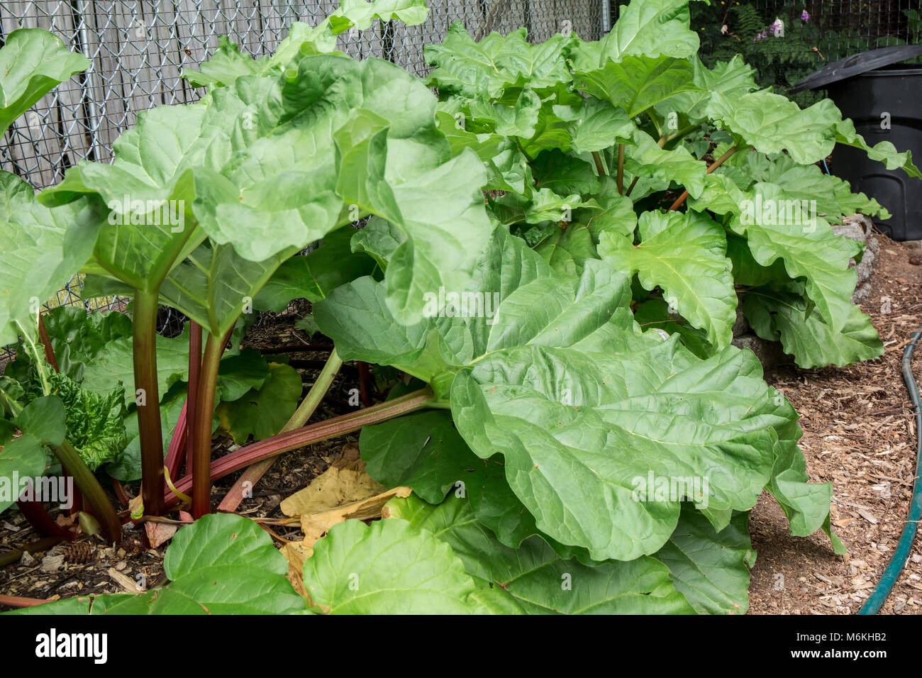 Over-wintered rhubarb plant ready to harvest Stock Photo - Alamy