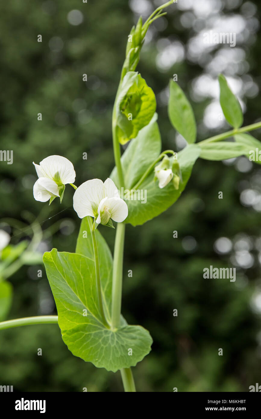 Oregon Sugar Pod Pea plant in bloom Stock Photo - Alamy