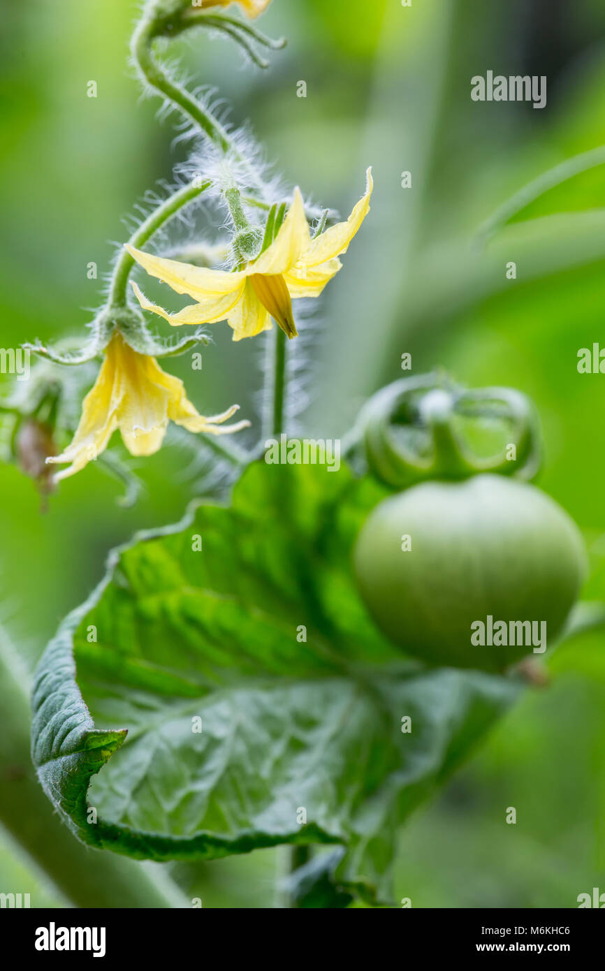 White tomato hi-res stock photography and images - Alamy
