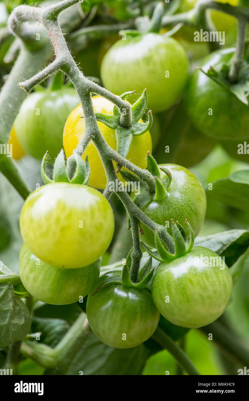 Snow White tomatoes growing in a garden Stock Photo - Alamy