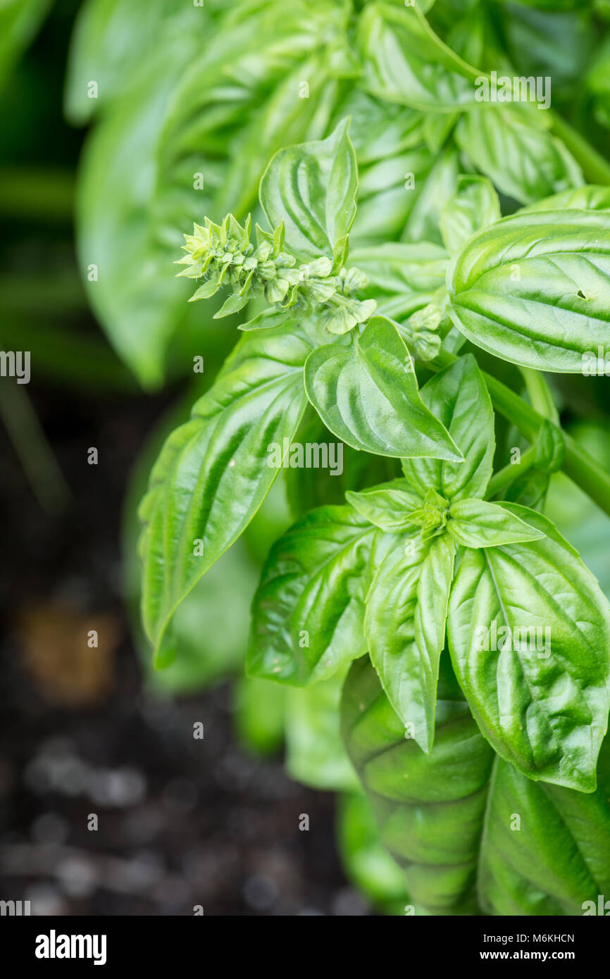 Basil plants starting to bolt in an herb garden Stock Photo - Alamy