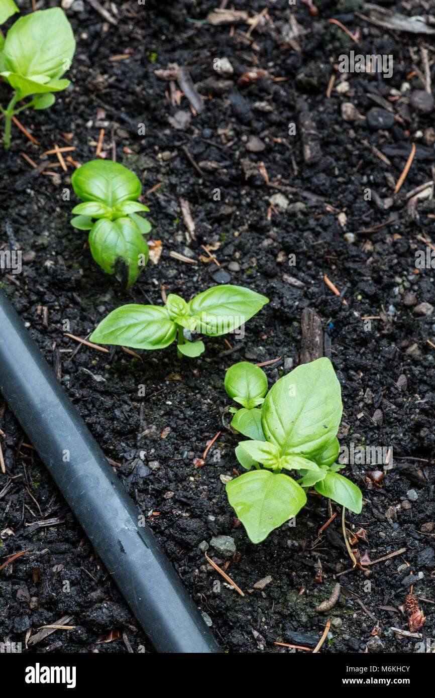 Basil plants growing from seed in an herb garden Stock Photo - Alamy