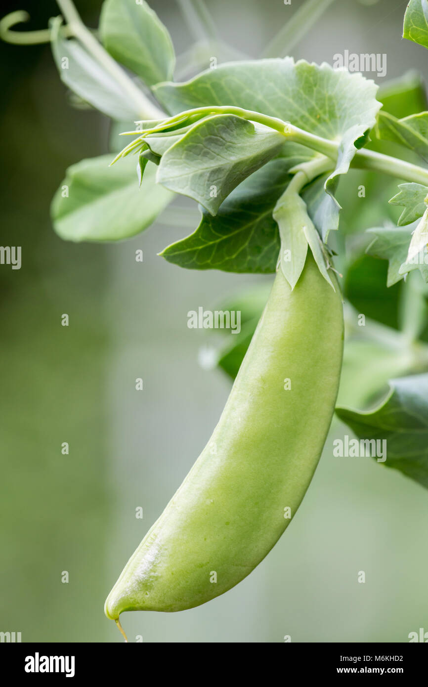 Snow Pea plant growing in a garden Stock Photo - Alamy
