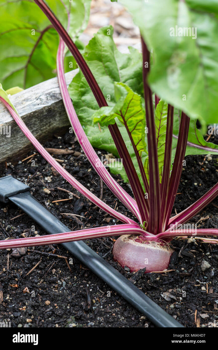 Drip irrigation beet in vegetable hi-res stock photography and images ...