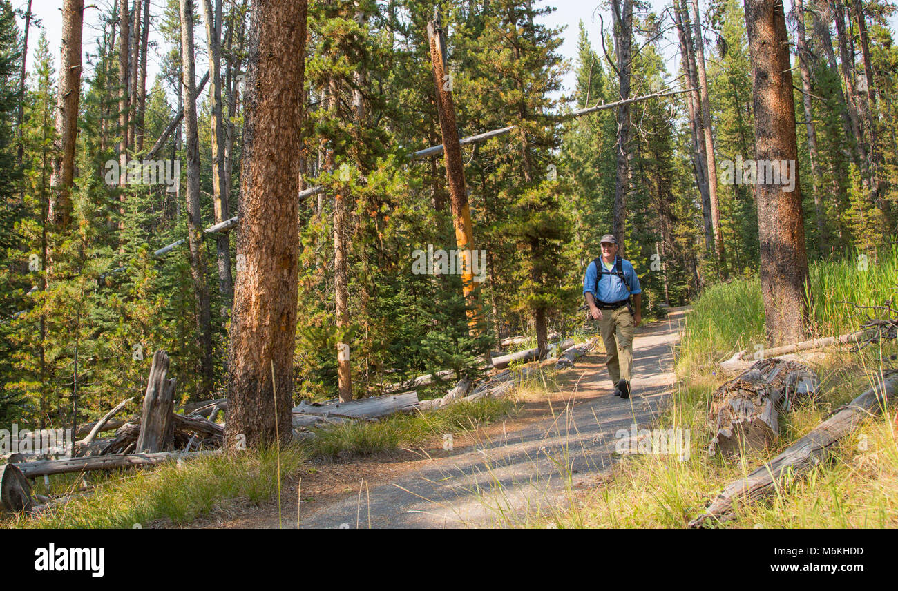 Walking the Grand View P Loop Trial between Canyon Village. Walking the ...