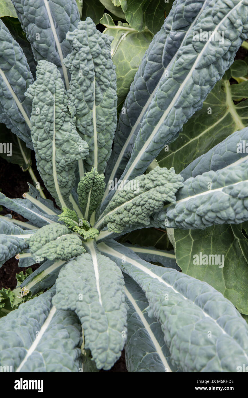 Looking down on a stalk of Dino Kale growing in a garden Stock Photo ...
