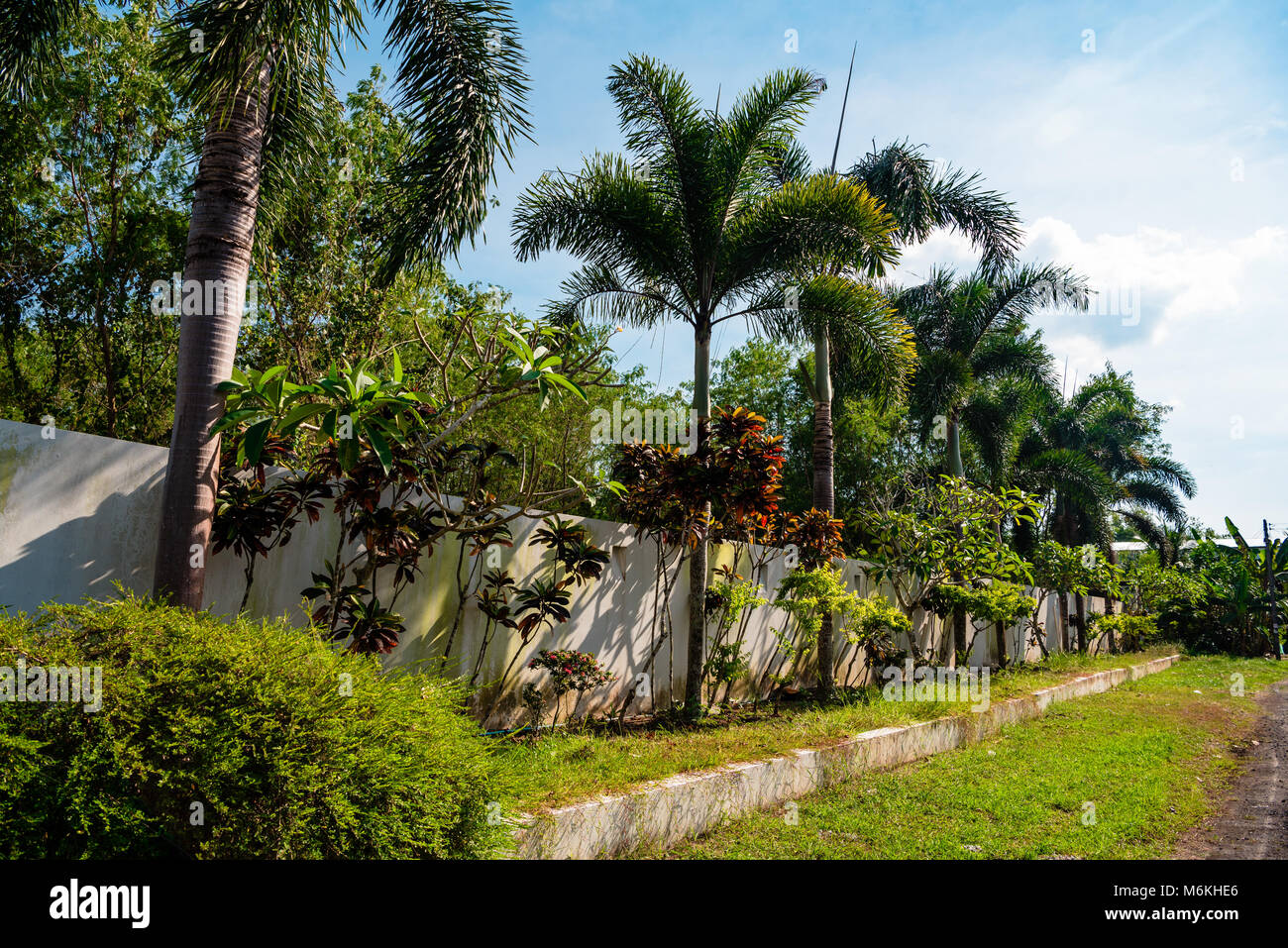 palm trees planted along the white wall Stock Photo - Alamy