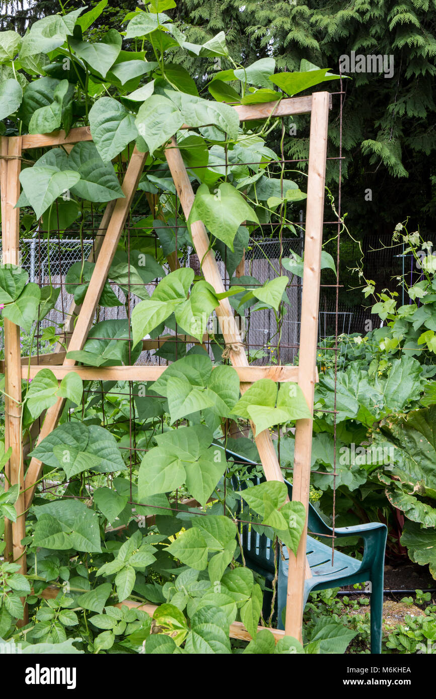 Pole beans growing up a trellis in a community garden Stock Photo - Alamy