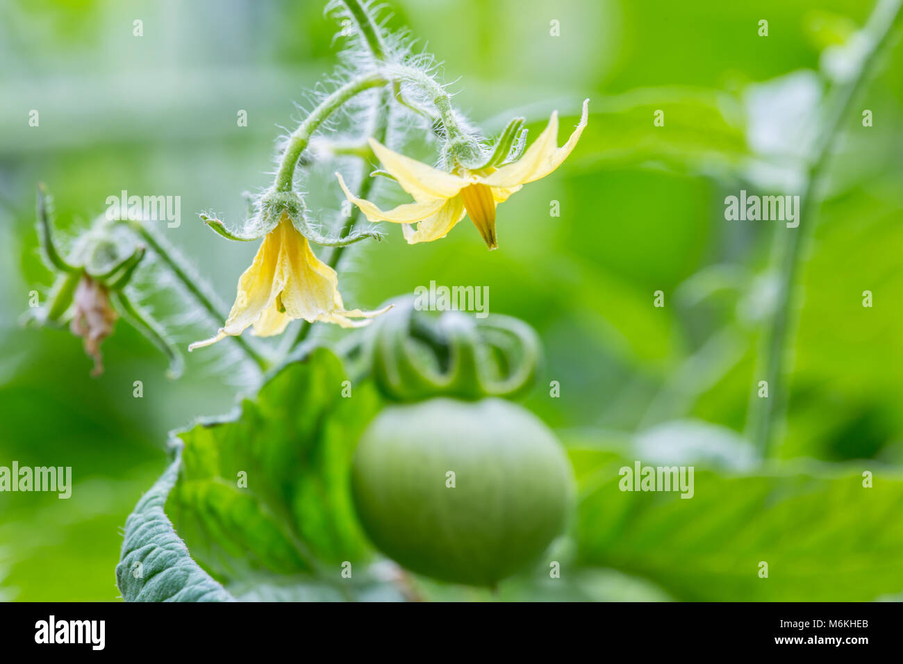 White tomato hi-res stock photography and images - Alamy
