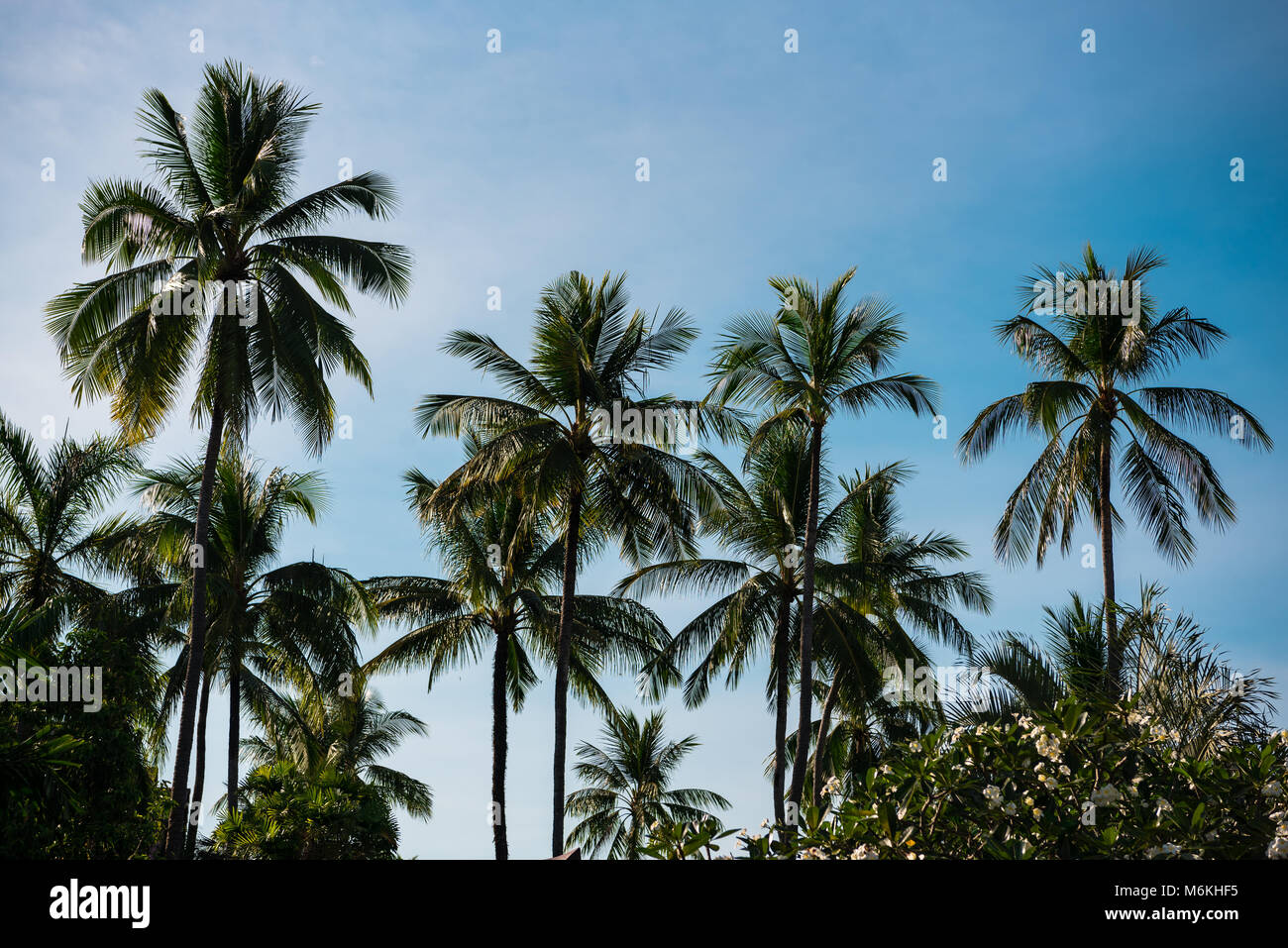 Tops of palm trees hi-res stock photography and images - Alamy