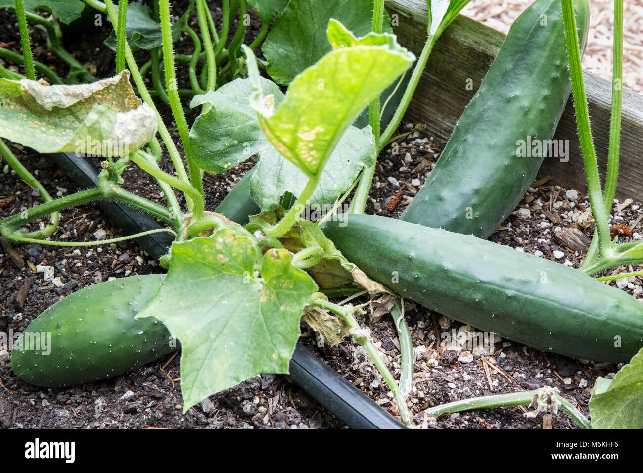 Cucumbers On The Vine