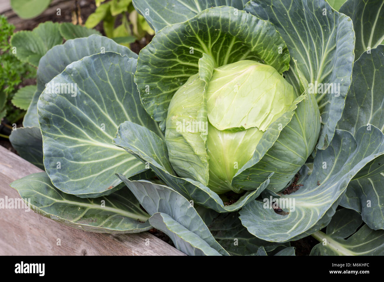 Head of ripe cabbage ready to harvest Stock Photo - Alamy