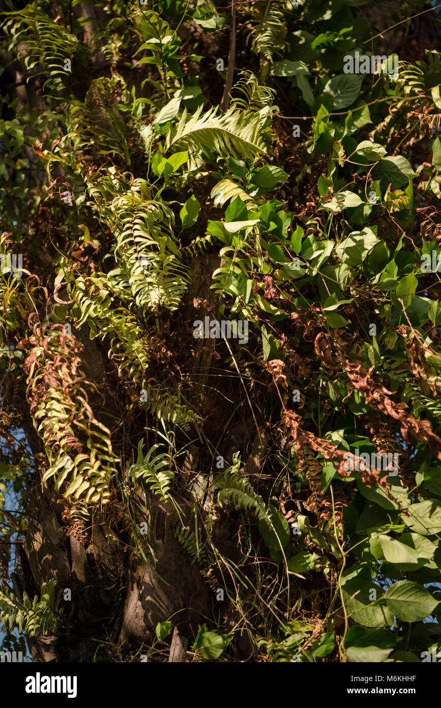 Climbing weed hi-res stock photography and images - Alamy