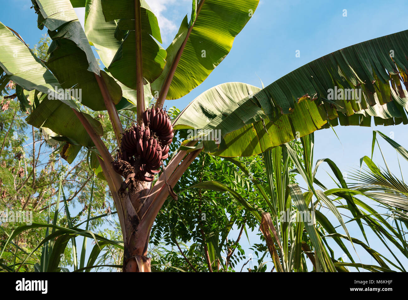 the palm tree with bananas on a background of blue sky Stock Photo - Alamy