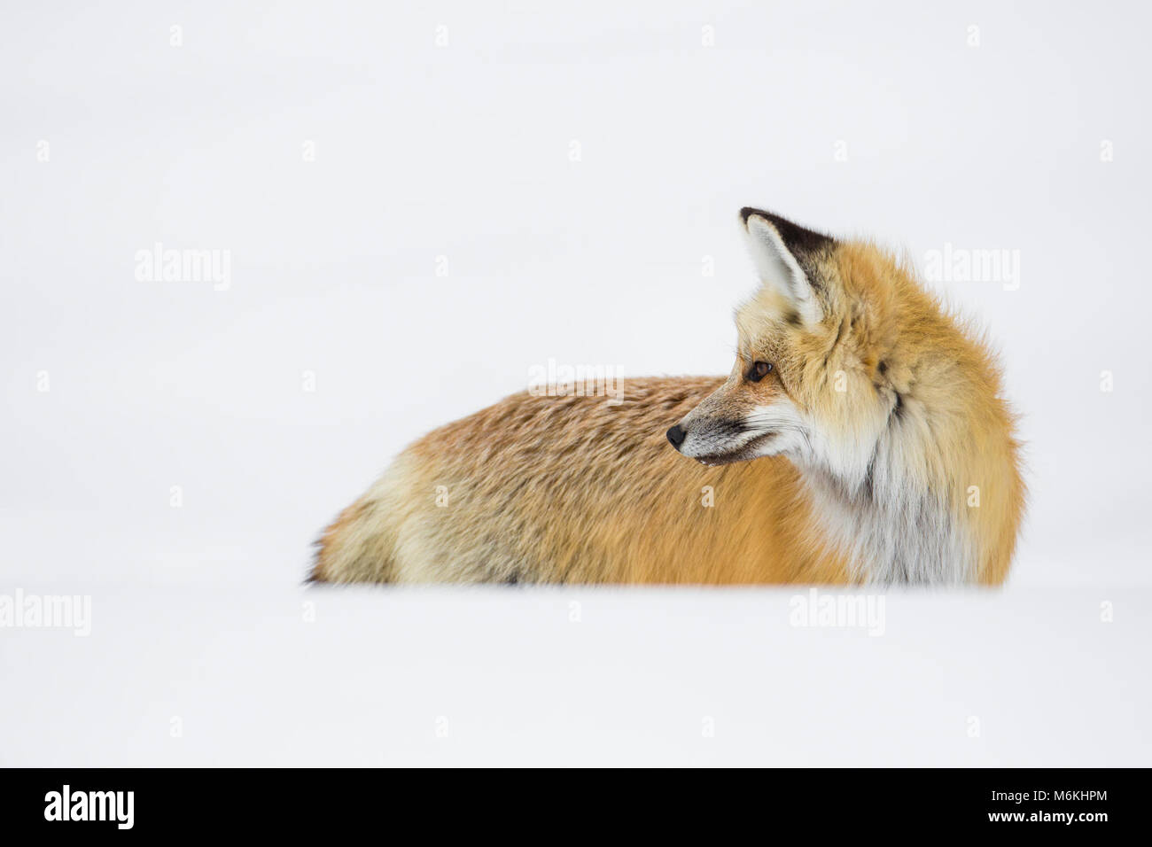 Red fox hunting near Mud Volcano Stock Photo - Alamy