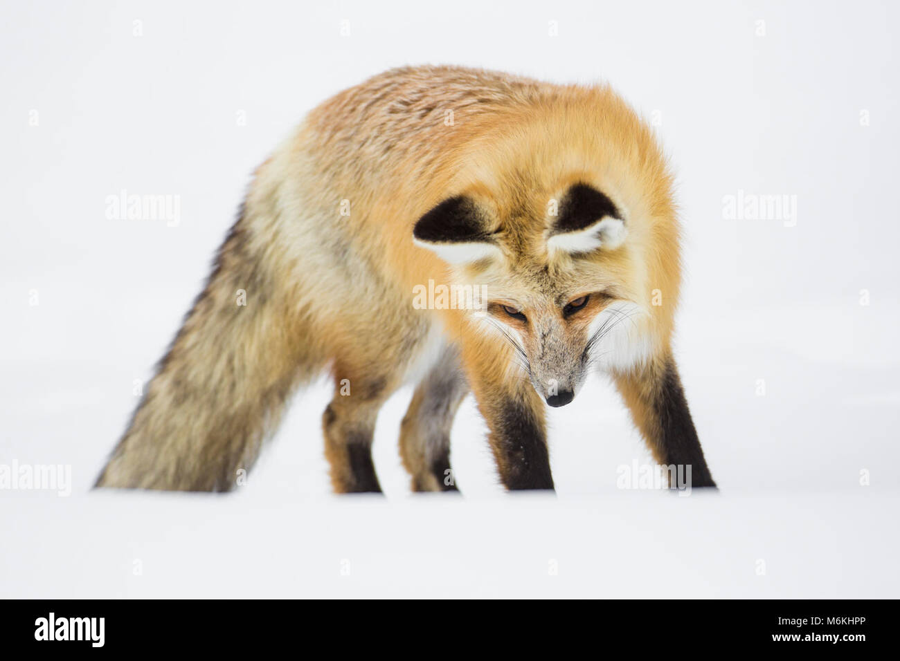 Red fox hunting near Mud Volcano Stock Photo - Alamy