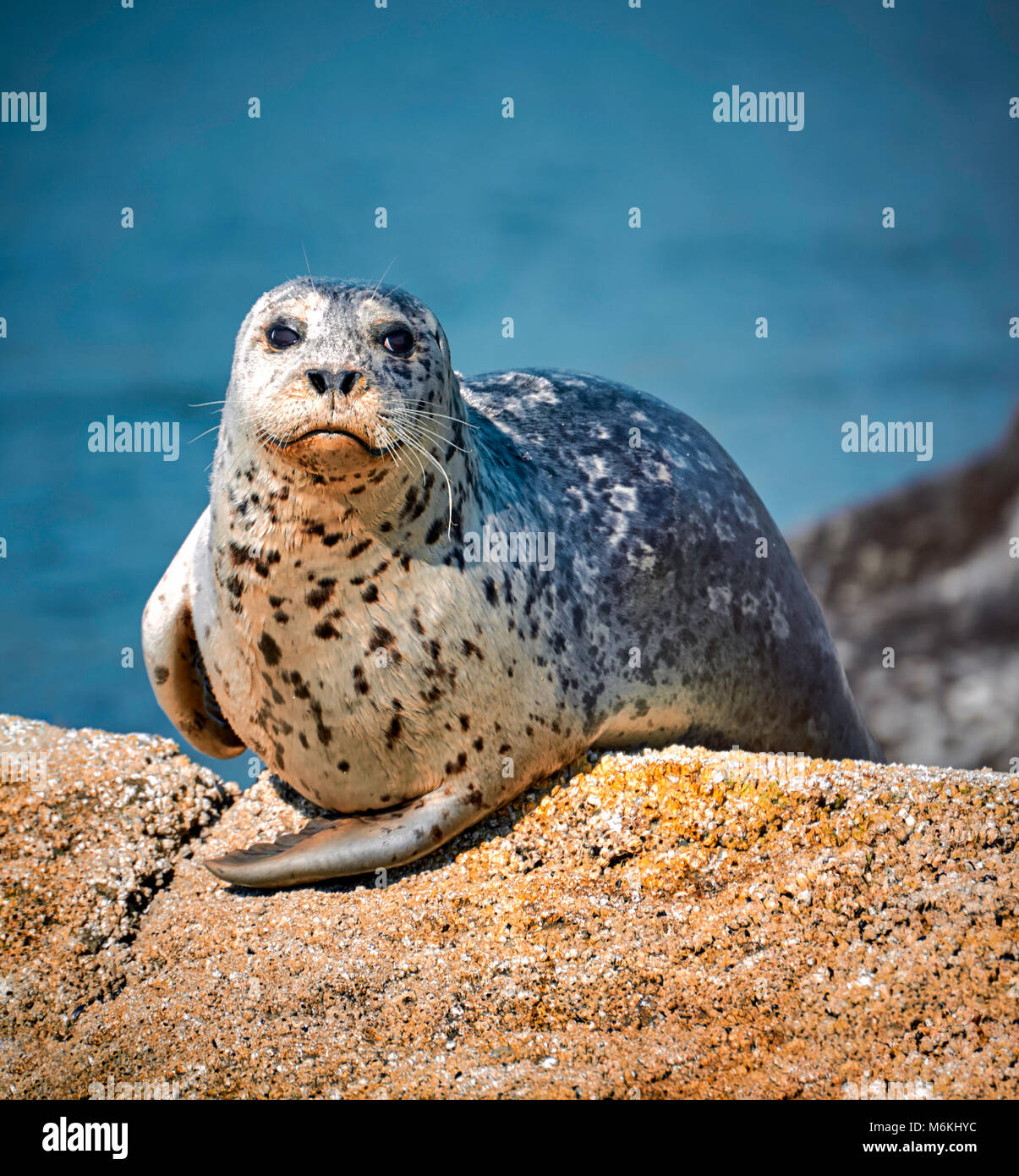 Animal photos hi-res stock photography and images - Alamy