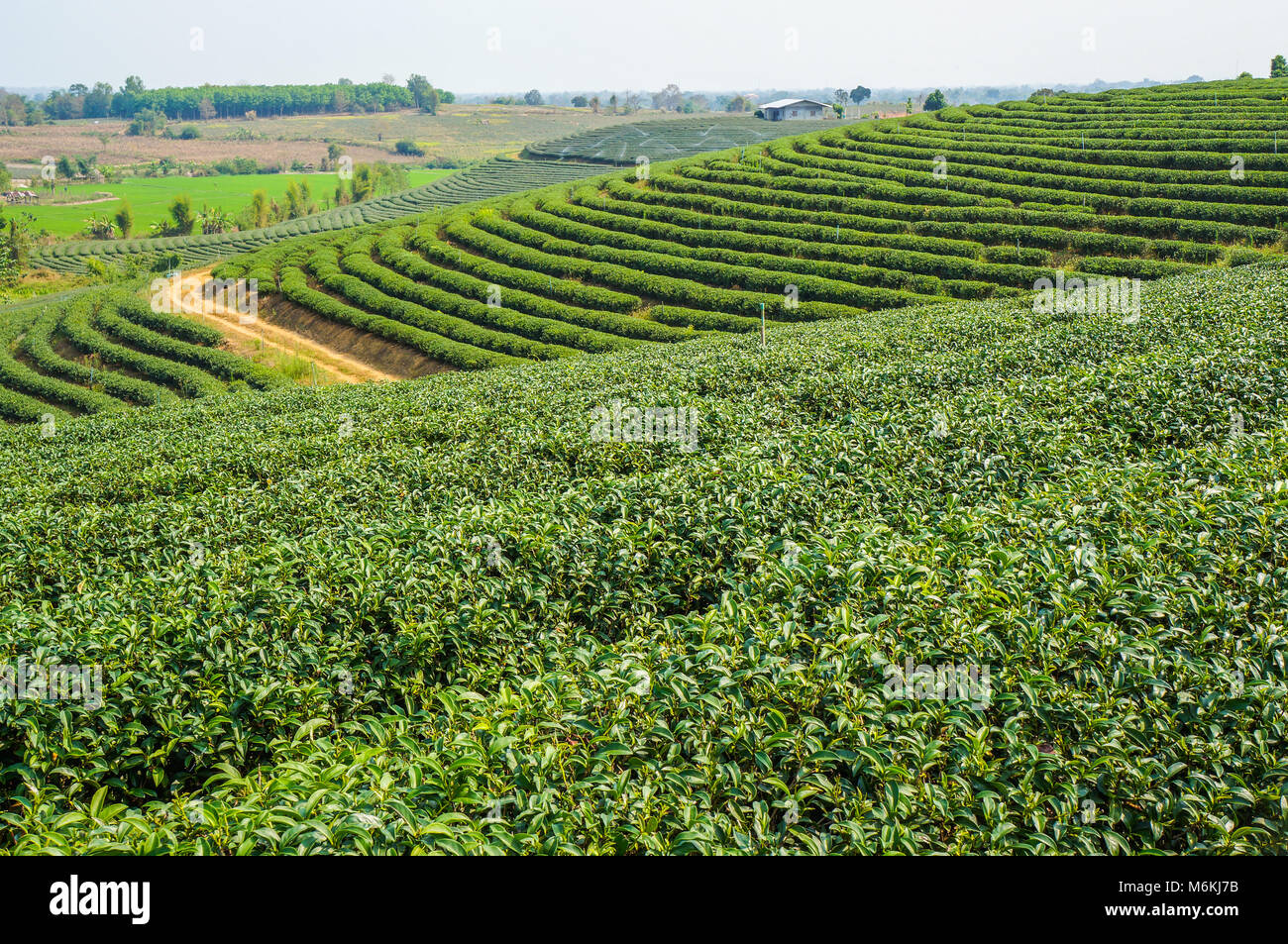Beautiful tea farm with green environment in rural of Thailand Stock ...