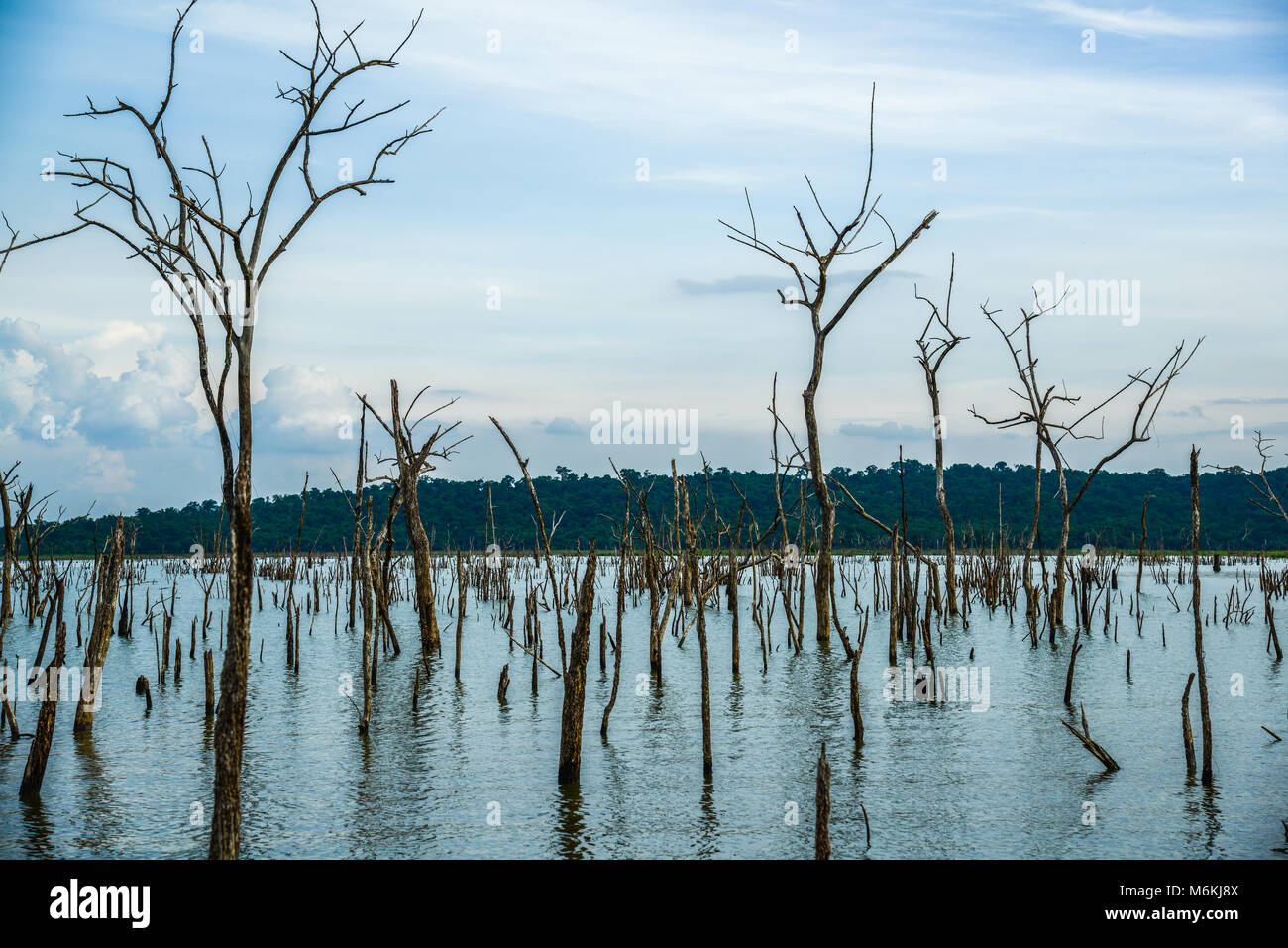 Lake of dead trees tropical hi-res stock photography and images - Alamy
