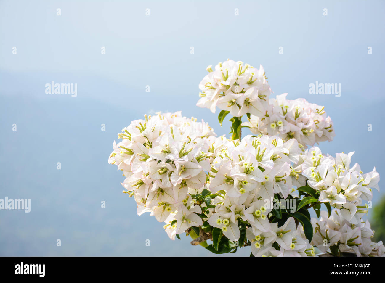 closeup photo of beautiful bougainvillea flower Stock Photo - Alamy