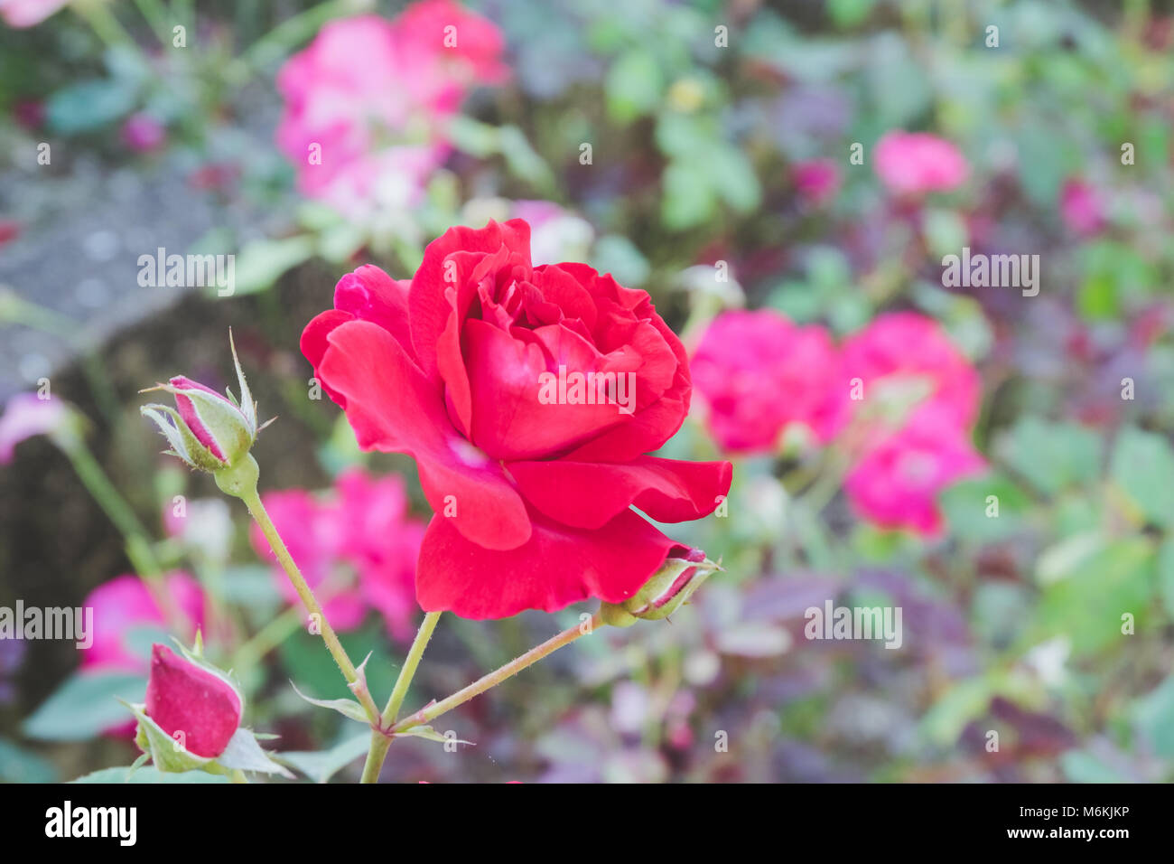 Red rose flower plant in a nature Stock Photo - Alamy