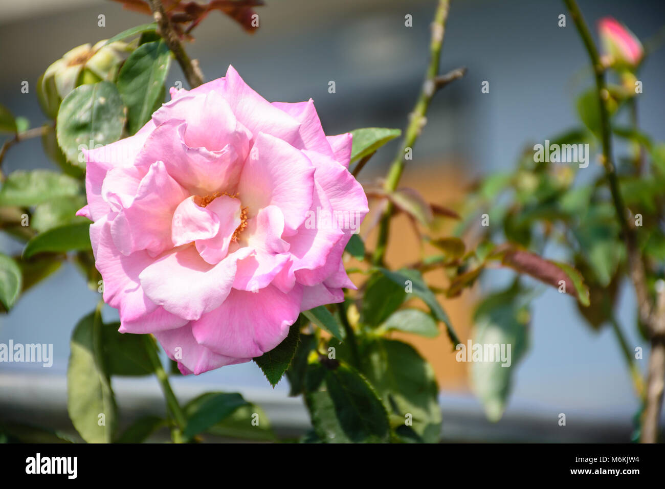 photo of beautiful rose flower Stock Photo - Alamy