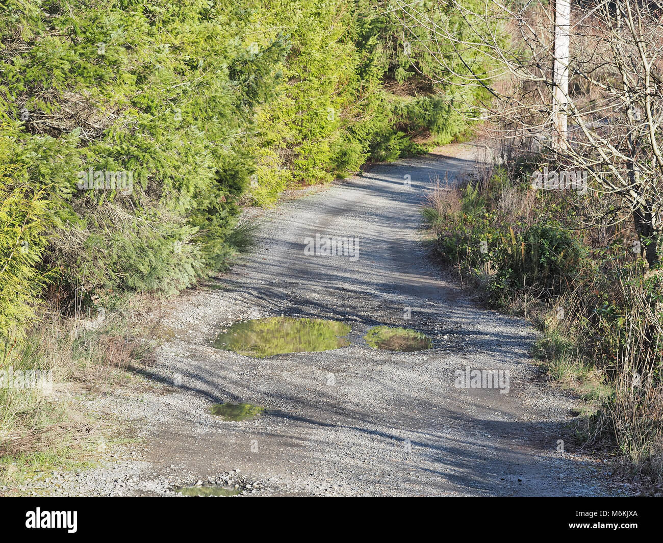 Large puddle/pothole on a forest gravel road in Washington state, USA ...