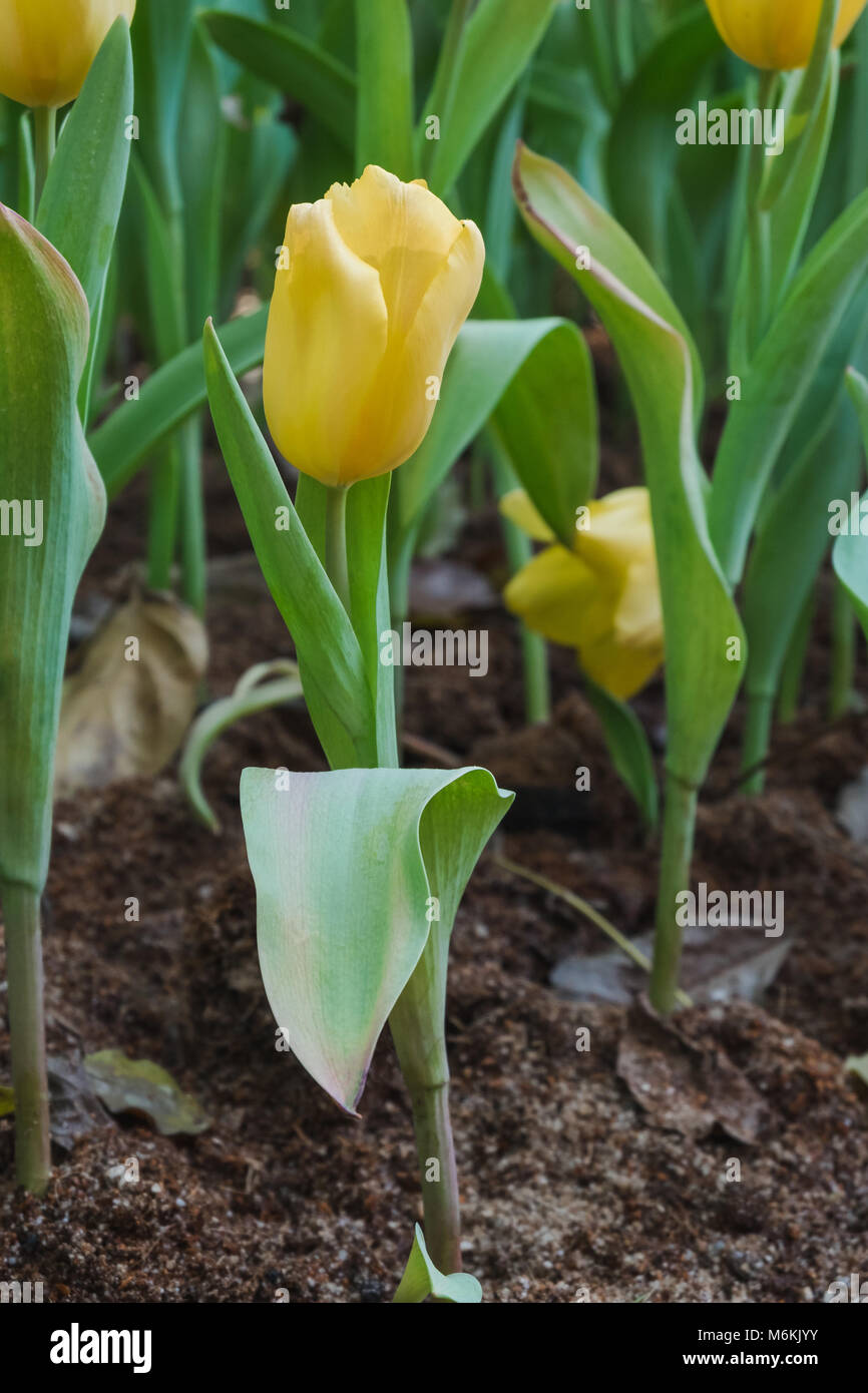 Beautiful yellow tulips in a floral garden . select focus Stock Photo ...