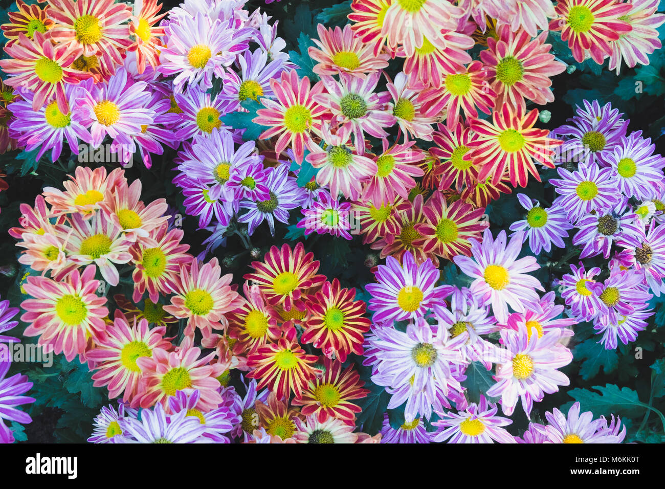 colorful small daisy flower in a garden Stock Photo - Alamy