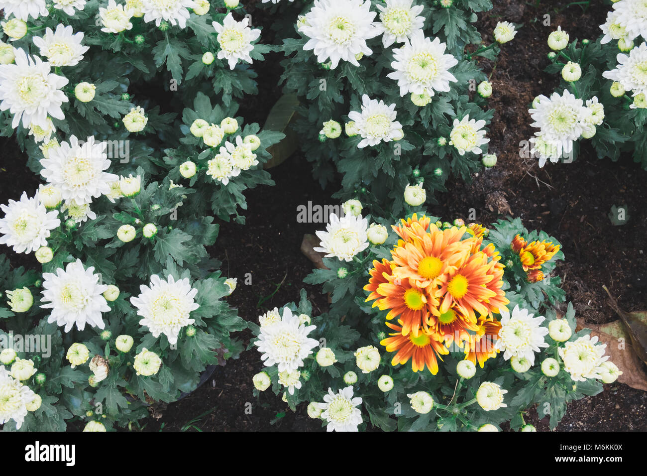 colorful small daisy flower in a garden Stock Photo - Alamy