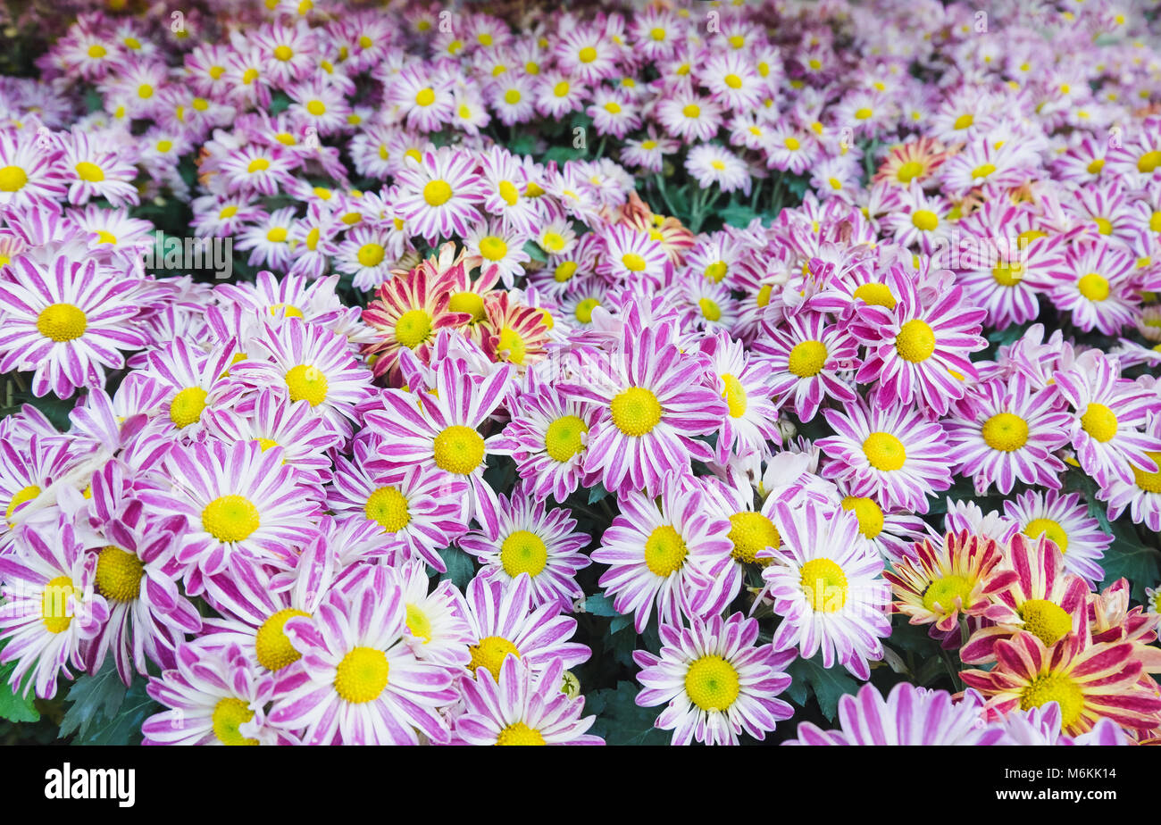 colorful small daisy flower in a garden Stock Photo - Alamy