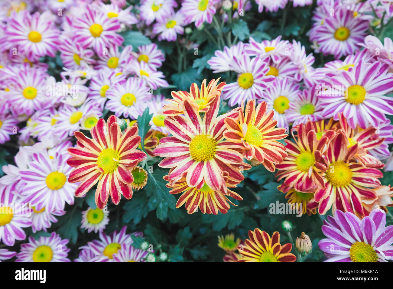 colorful small daisy flower in a garden Stock Photo - Alamy