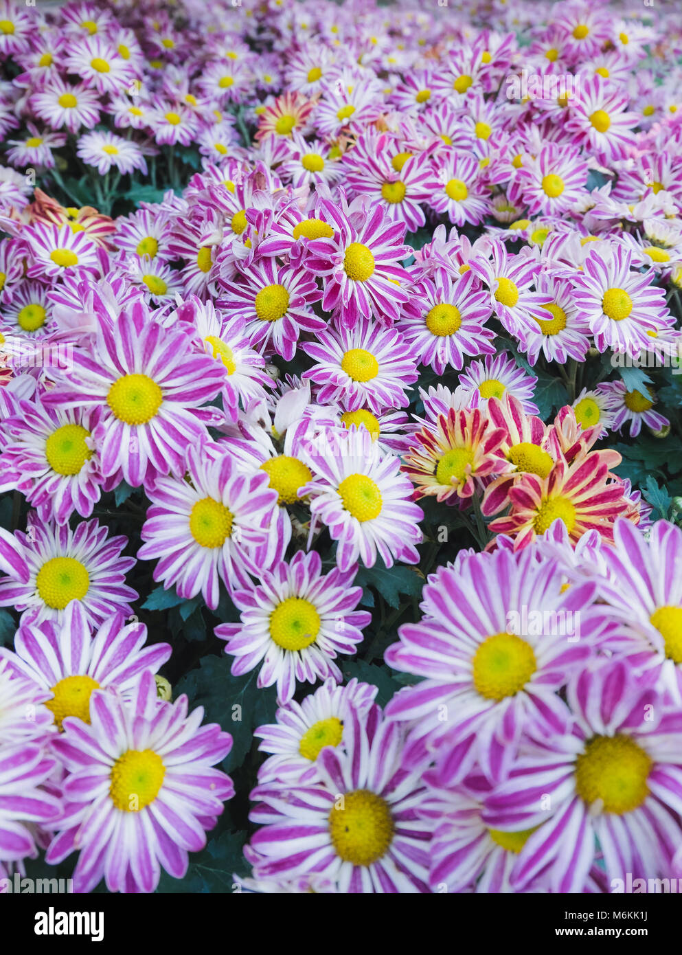 colorful small daisy flower in a garden Stock Photo - Alamy