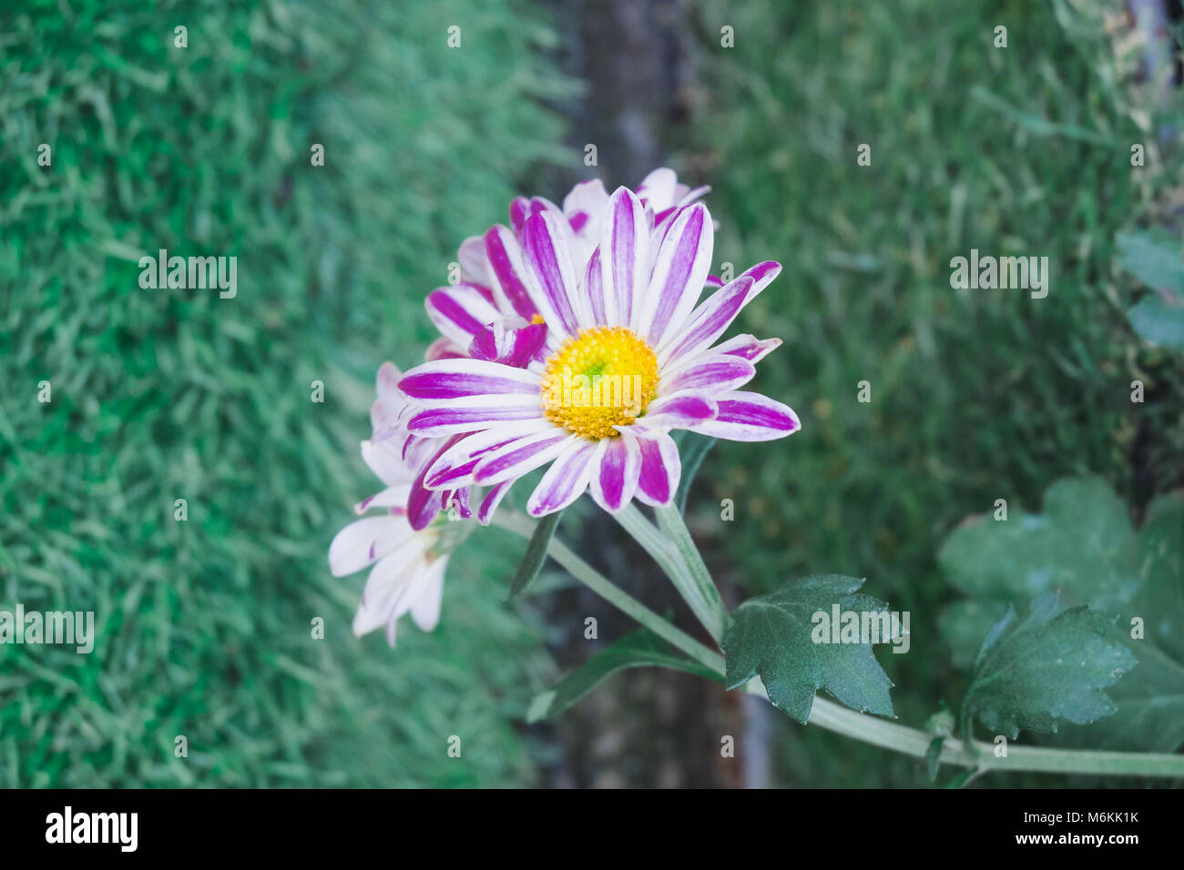 colorful small daisy flower in a garden Stock Photo - Alamy